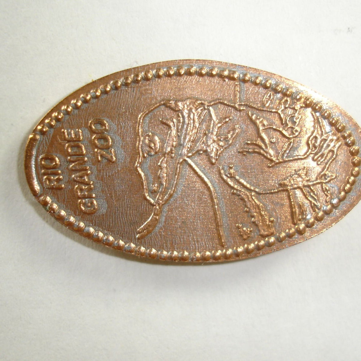 Pressed Penny: Rio Grande Zoo - Lizard – PennyPresses.com